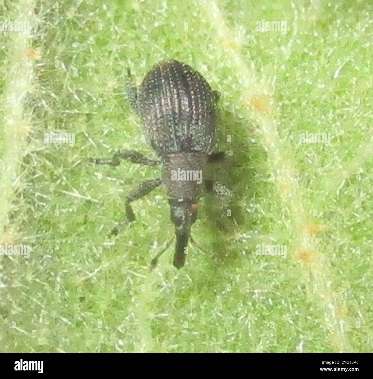 Pear shaped weevils hi-res stock photography and images - Alamy
