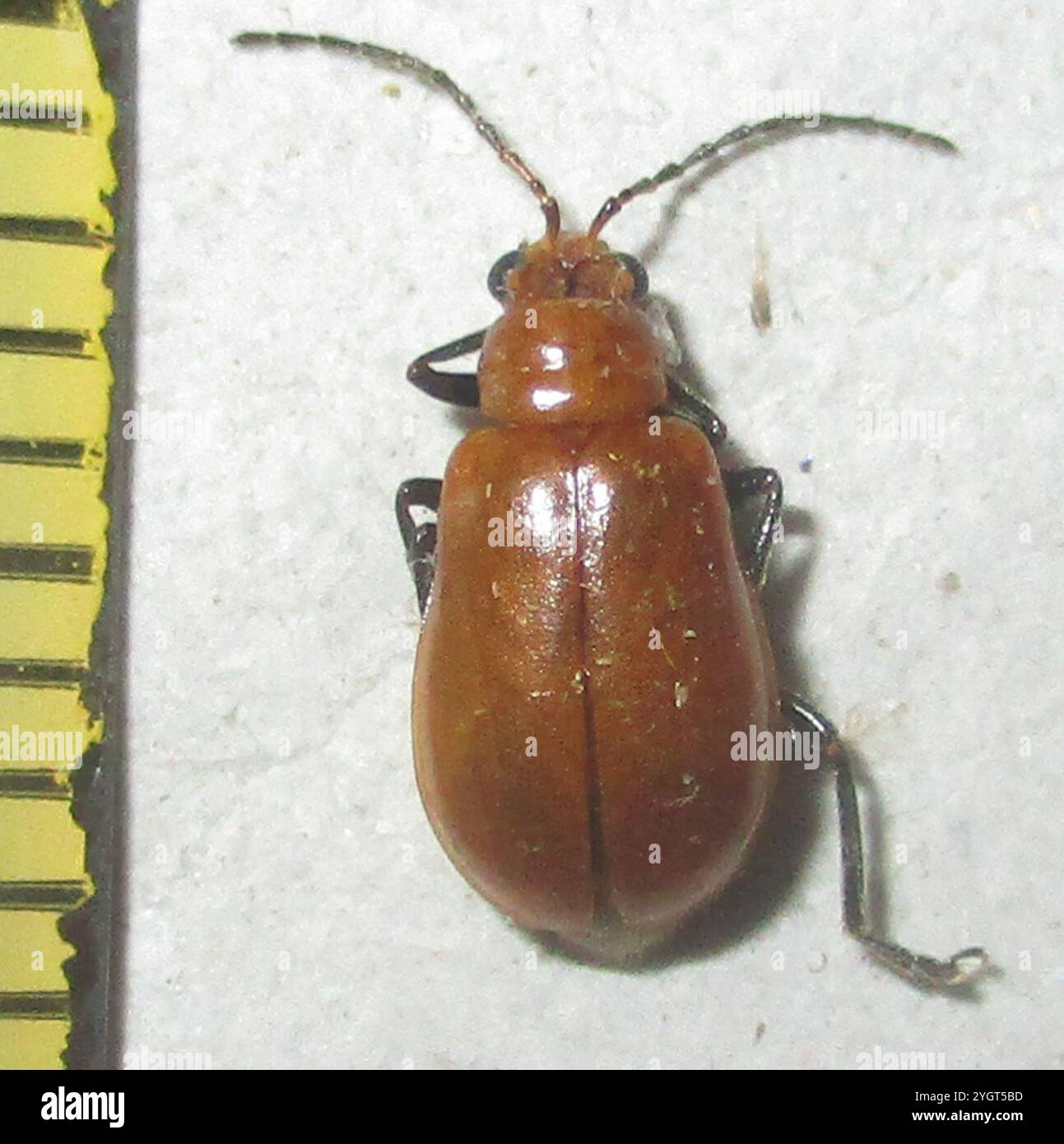 Leaf Beetles (Chrysomelidae Stock Photo - Alamy
