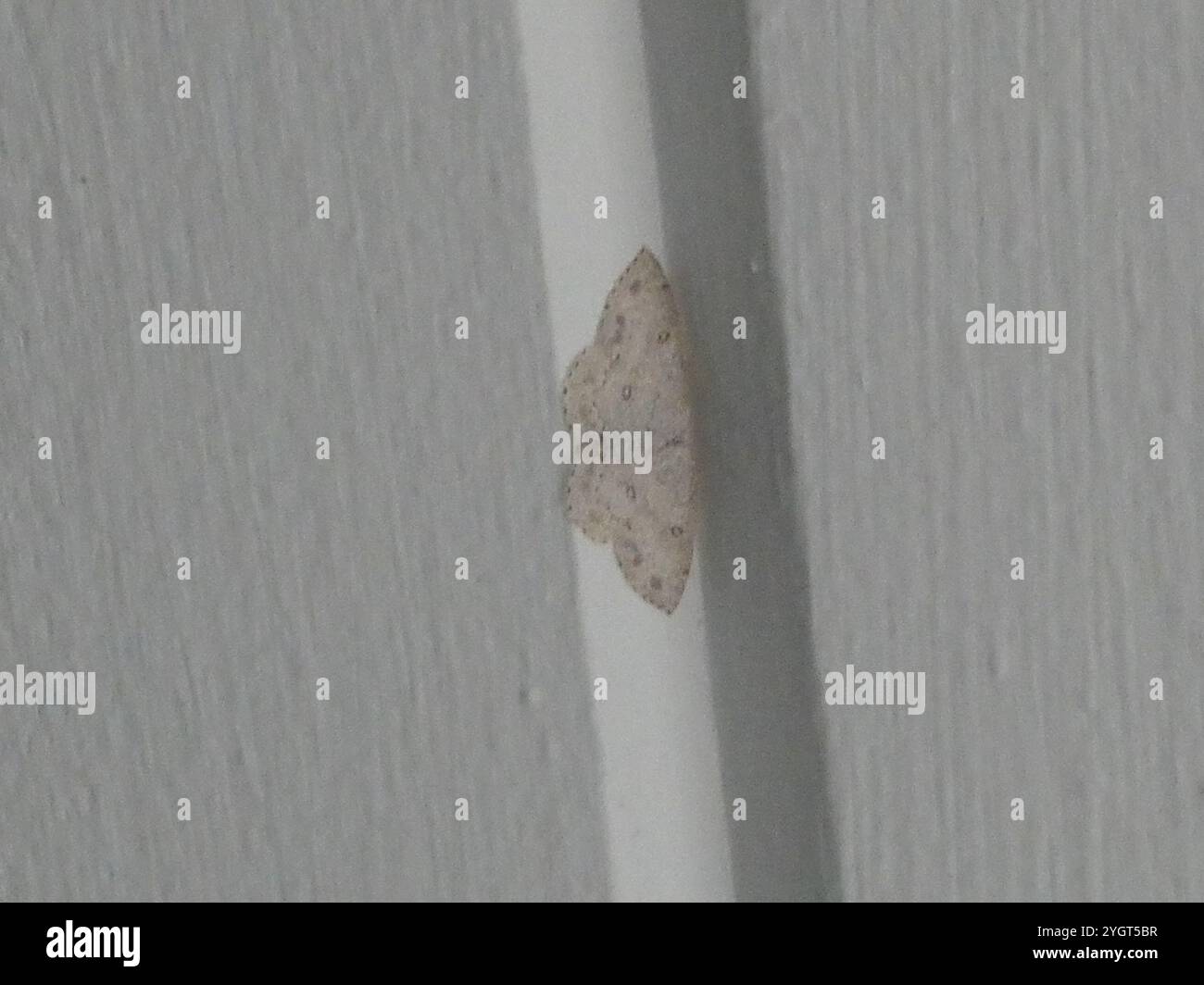 Cyclophora moth hi-res stock photography and images - Alamy