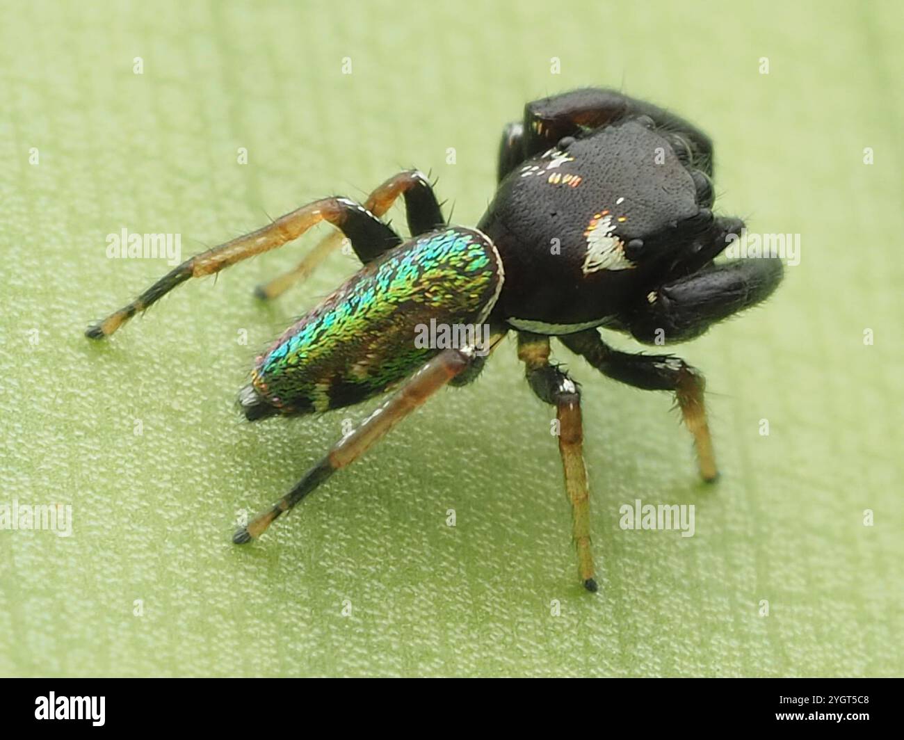 Buttonhook Leafbeetle Jumping Spider (Sassacus vitis Stock Photo - Alamy
