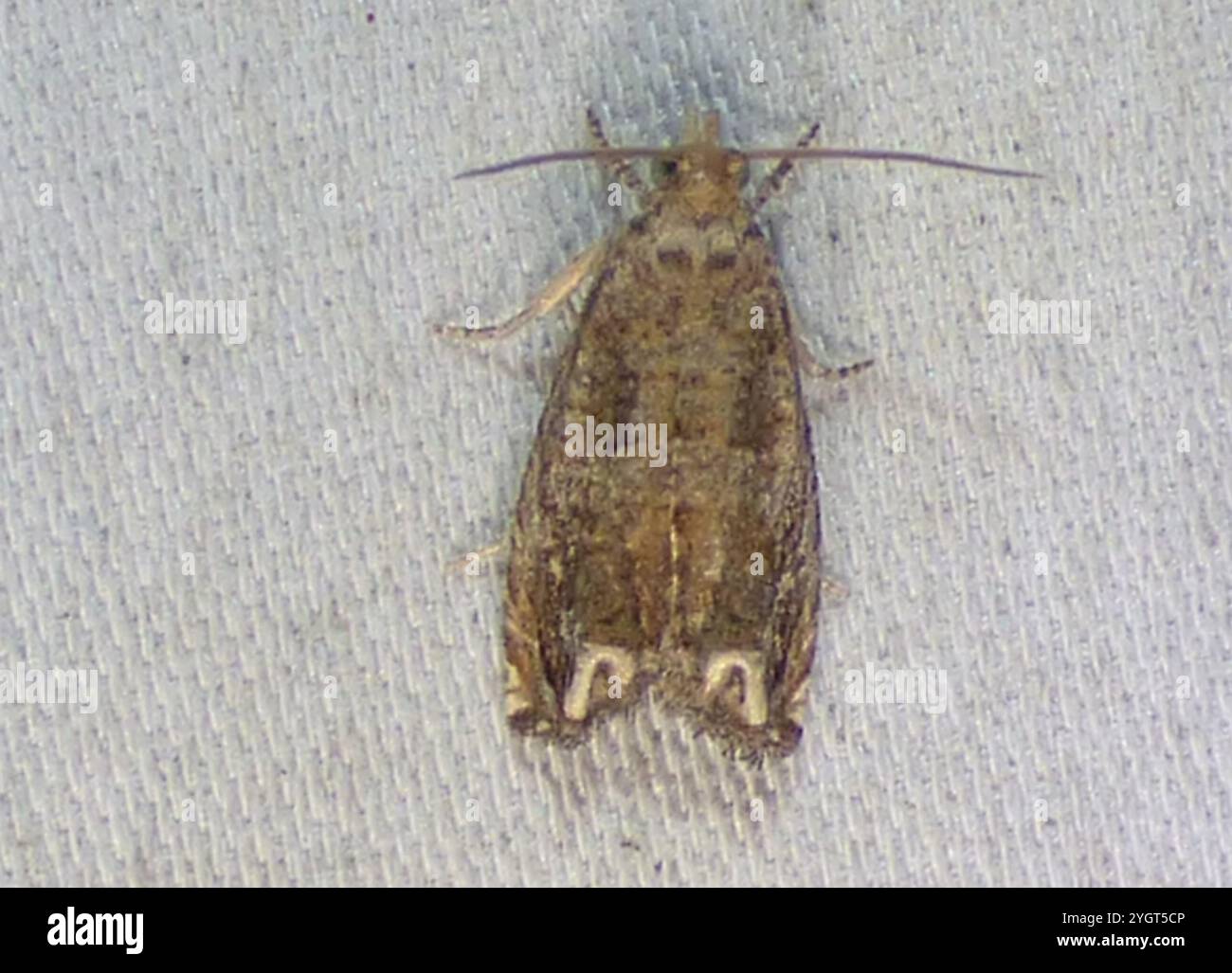 Ragweed Borer Moth (Epiblema strenuana Stock Photo - Alamy