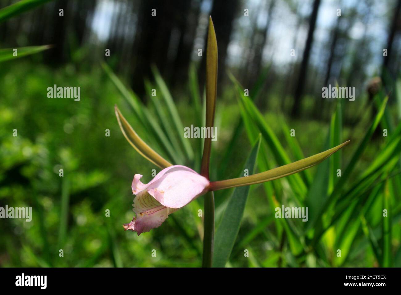 large spreading pogonia (Cleistesiopsis divaricata Stock Photo - Alamy