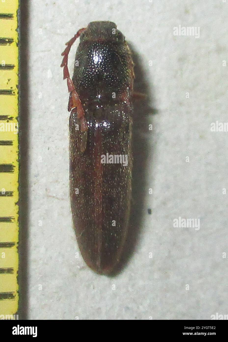 Click Beetles (Elateridae Stock Photo - Alamy