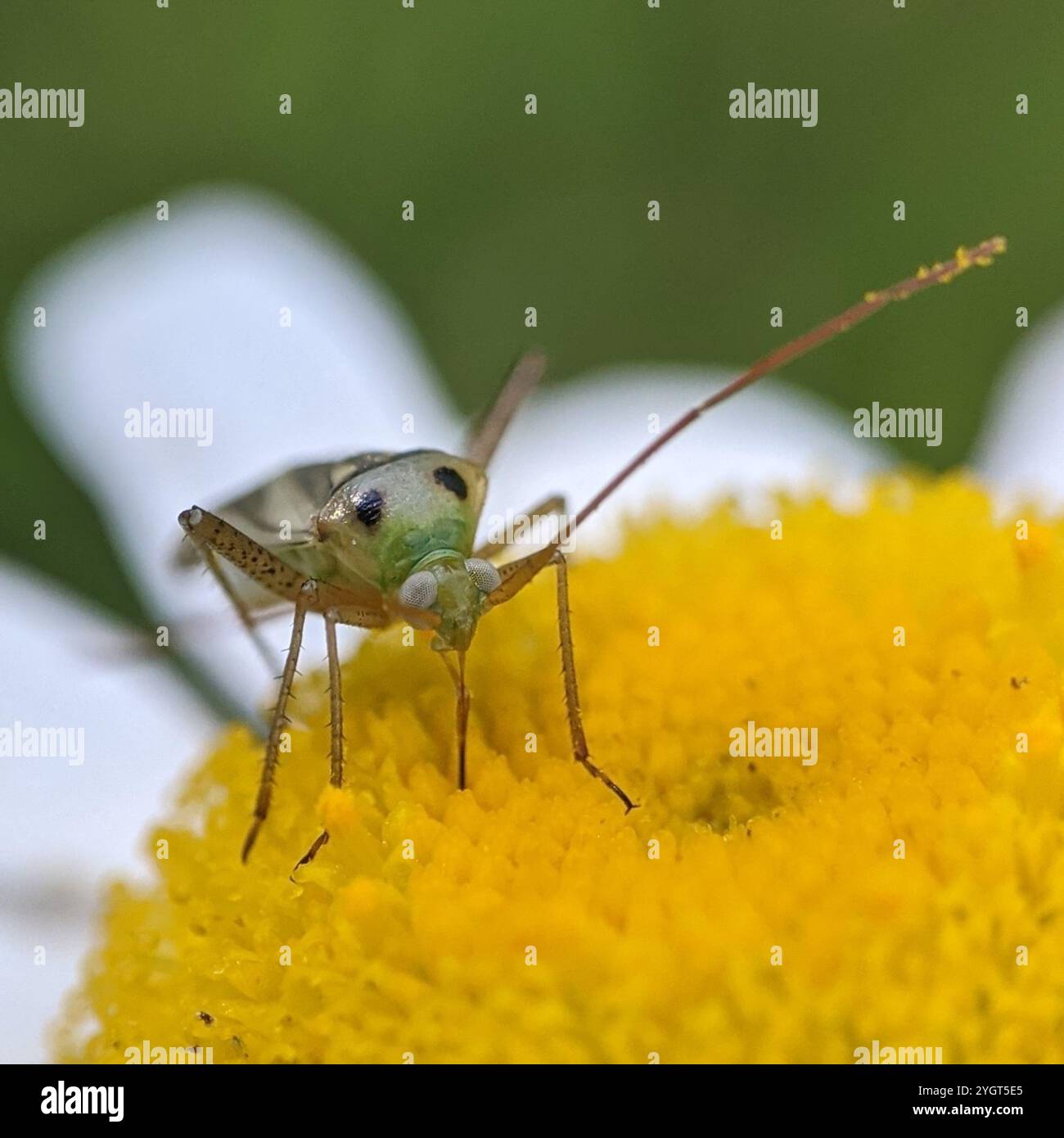 Alfalfa Plant Bug (Adelphocoris lineolatus Stock Photo - Alamy