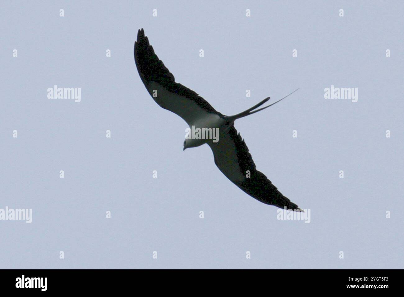 Swallow-tailed Kite (Elanoides forficatus Stock Photo - Alamy