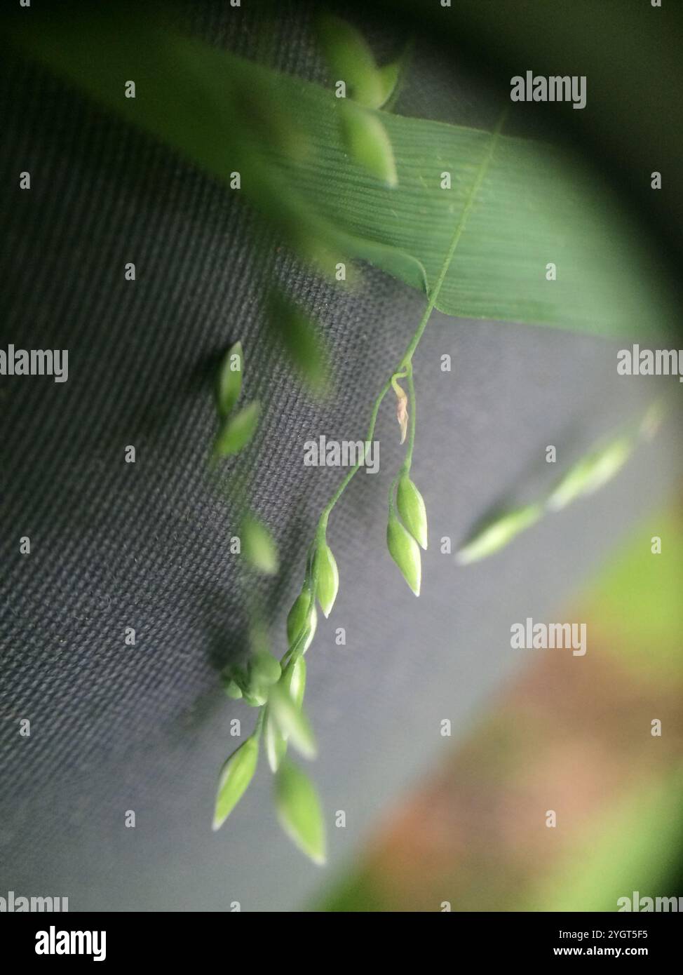 Wood Millet (Milium effusum Stock Photo - Alamy