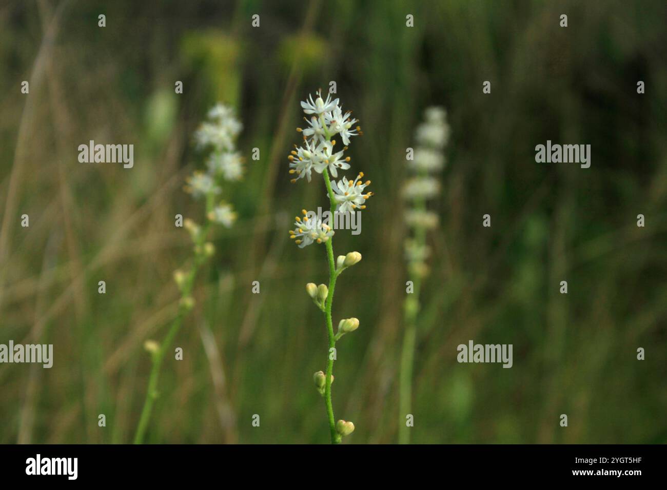 coastal false asphodel (Triantha racemosa Stock Photo - Alamy