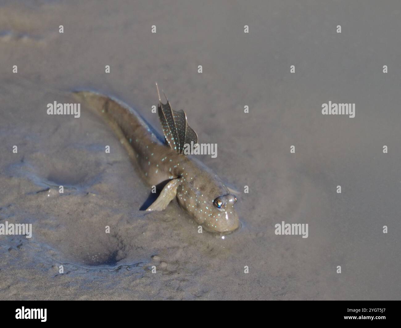 Great Blue-spotted Mudskipper (Boleophthalmus pectinirostris Stock ...