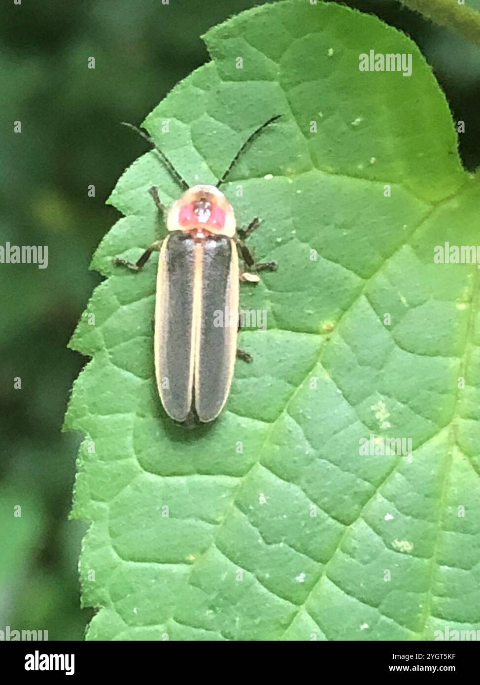 Eastern firefly hi-res stock photography and images - Alamy