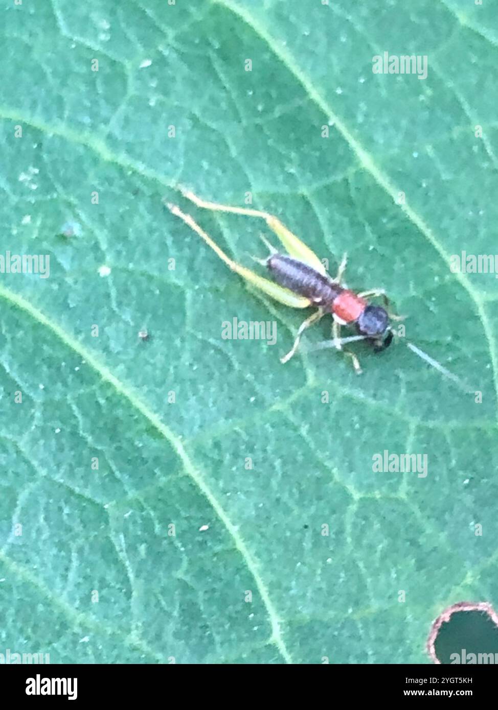 Red headed bush cricket hi-res stock photography and images - Alamy