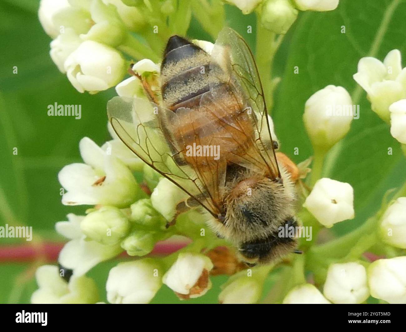 Western Honey Bee (Apis mellifera Stock Photo - Alamy