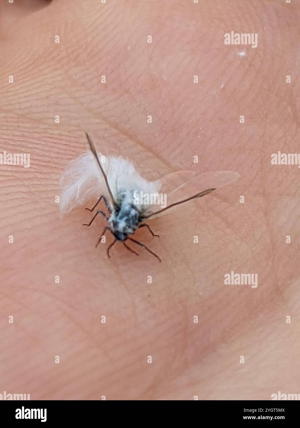 Woolly Aphids (Prociphilus Stock Photo - Alamy