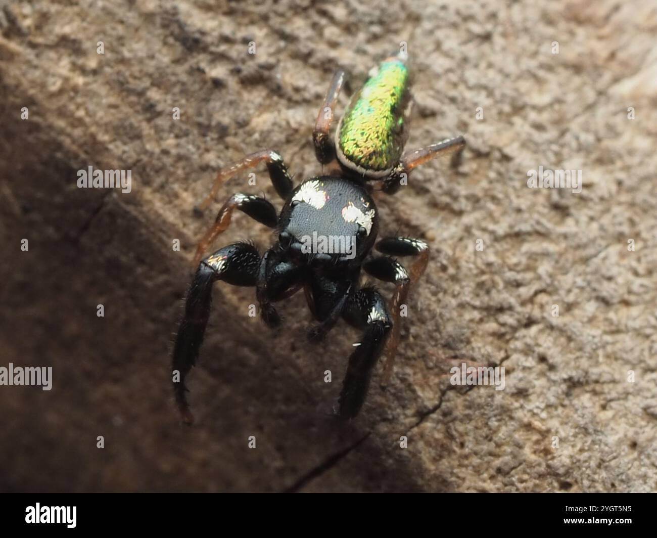 Buttonhook Leafbeetle Jumping Spider (Sassacus vitis Stock Photo - Alamy