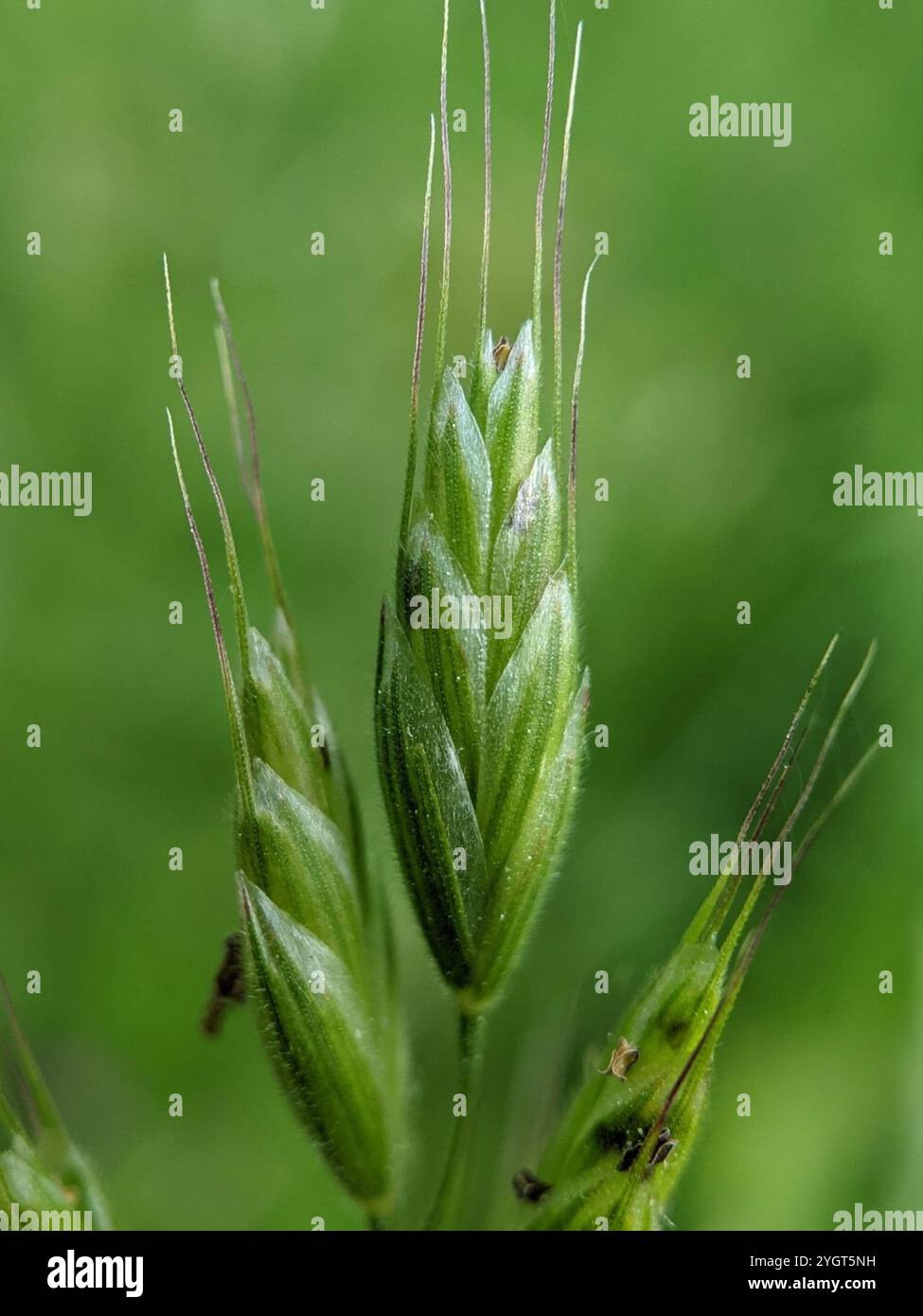 common soft brome (Bromus hordeaceus Stock Photo - Alamy