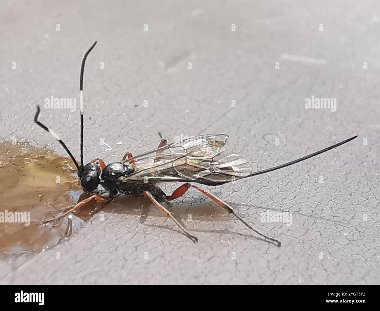 Ichneumonid Wasps (Ichneumonidae Stock Photo - Alamy