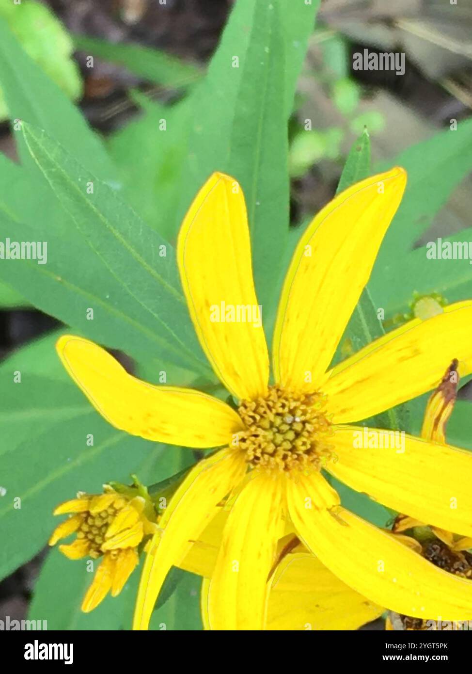 Greater Tickseed (Coreopsis major Stock Photo - Alamy