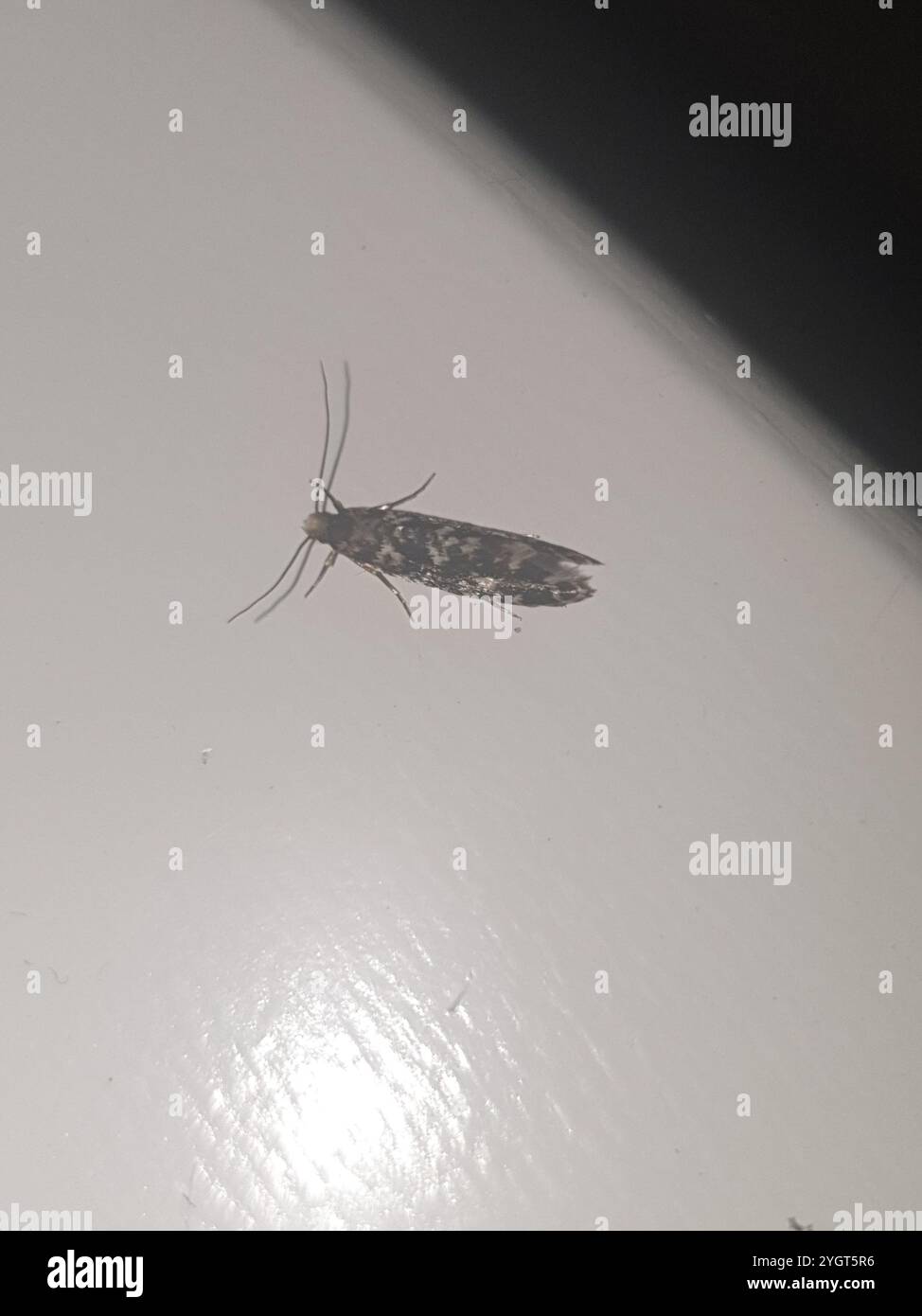 Nemapogon cloacella hi-res stock photography and images - Alamy