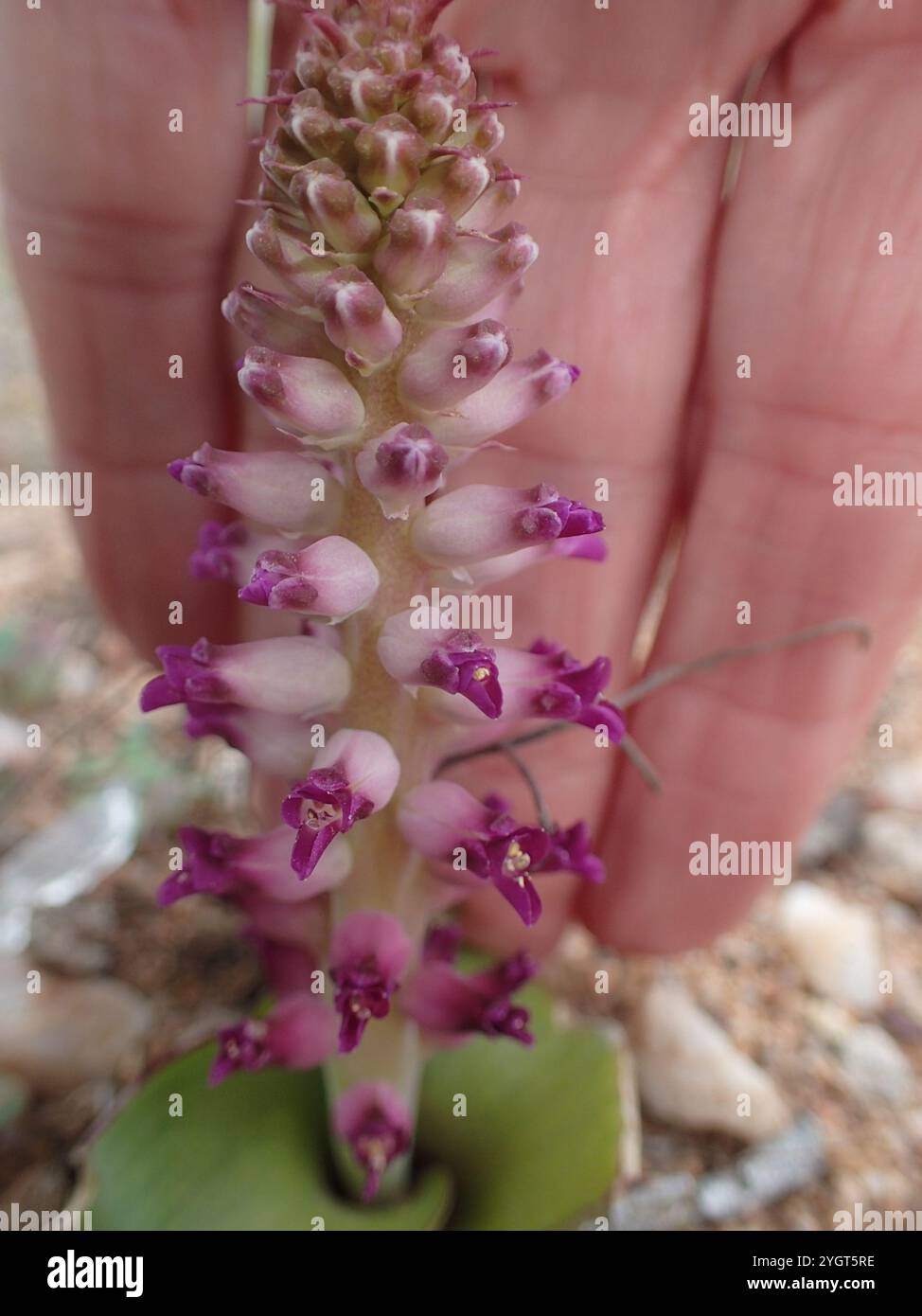Flesh Viooltjie (Lachenalia carnosa Stock Photo - Alamy