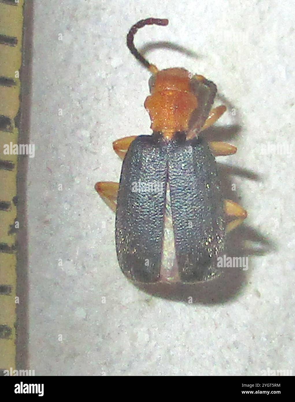 Bombardier beetles hi-res stock photography and images - Alamy