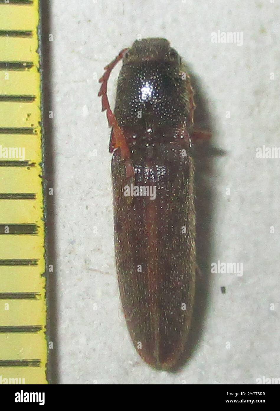 Click Beetles (Elateridae Stock Photo - Alamy