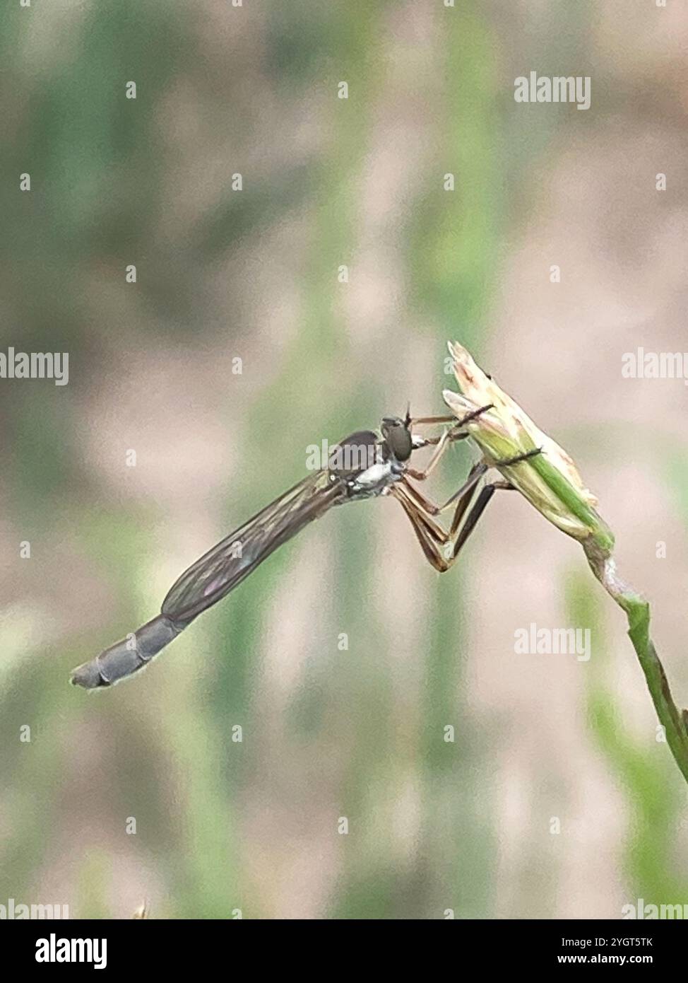 Slender Striped Robberfly (Leptogaster cylindrica Stock Photo - Alamy