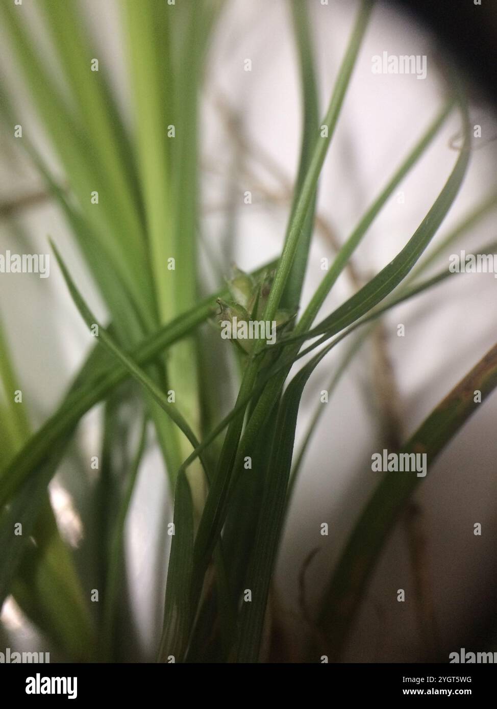 northern sedge (Carex deflexa Stock Photo - Alamy