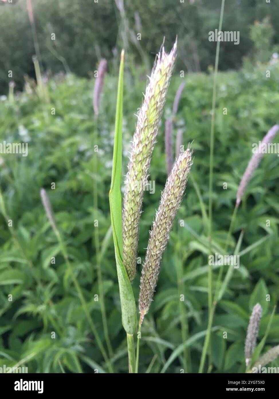 Meadow Foxtail (Alopecurus pratensis Stock Photo - Alamy
