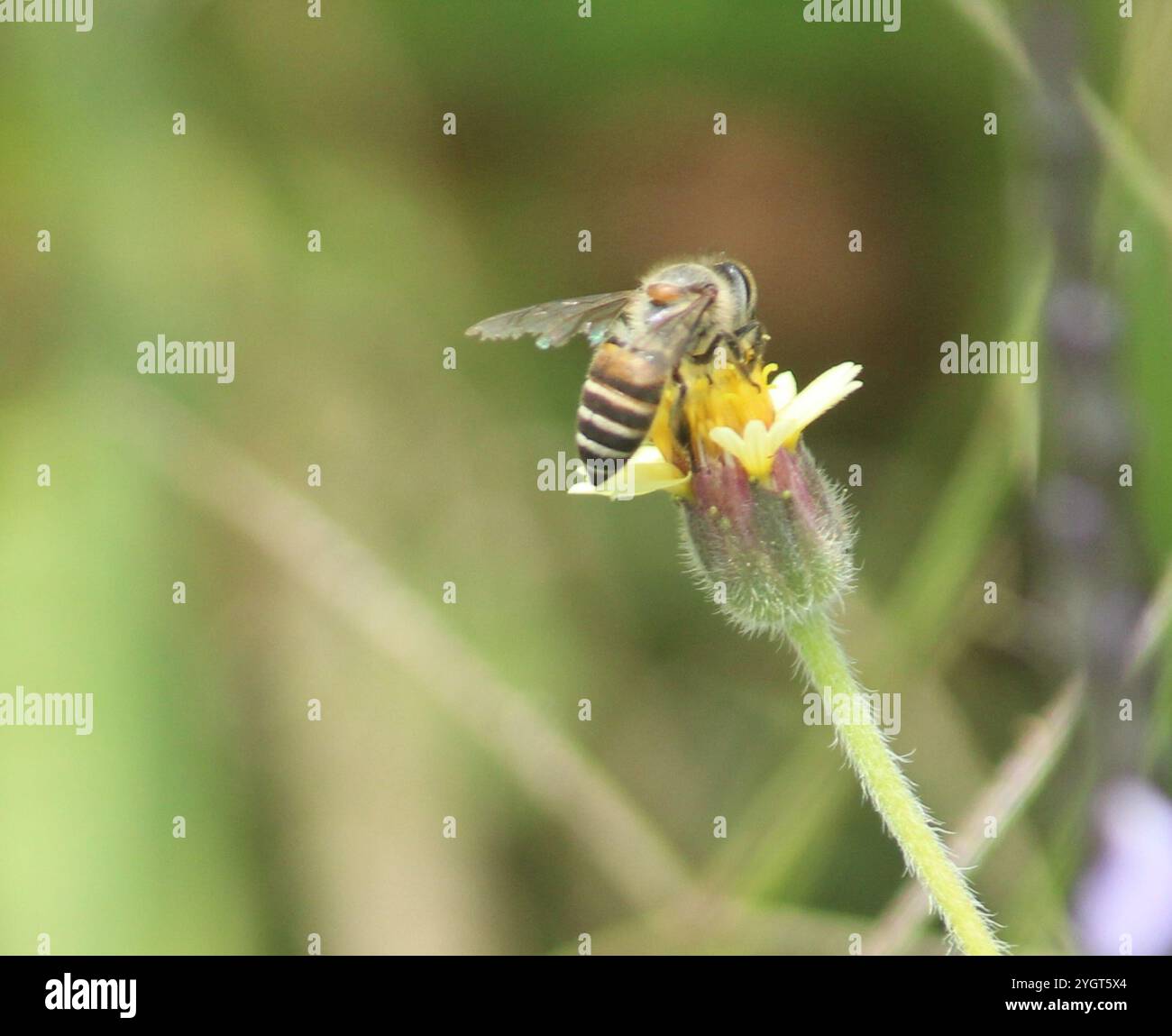 Apis indica hi-res stock photography and images - Alamy