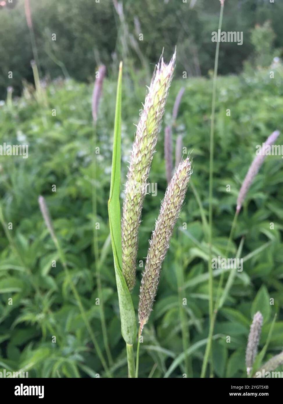 Meadow Foxtail (Alopecurus pratensis Stock Photo - Alamy