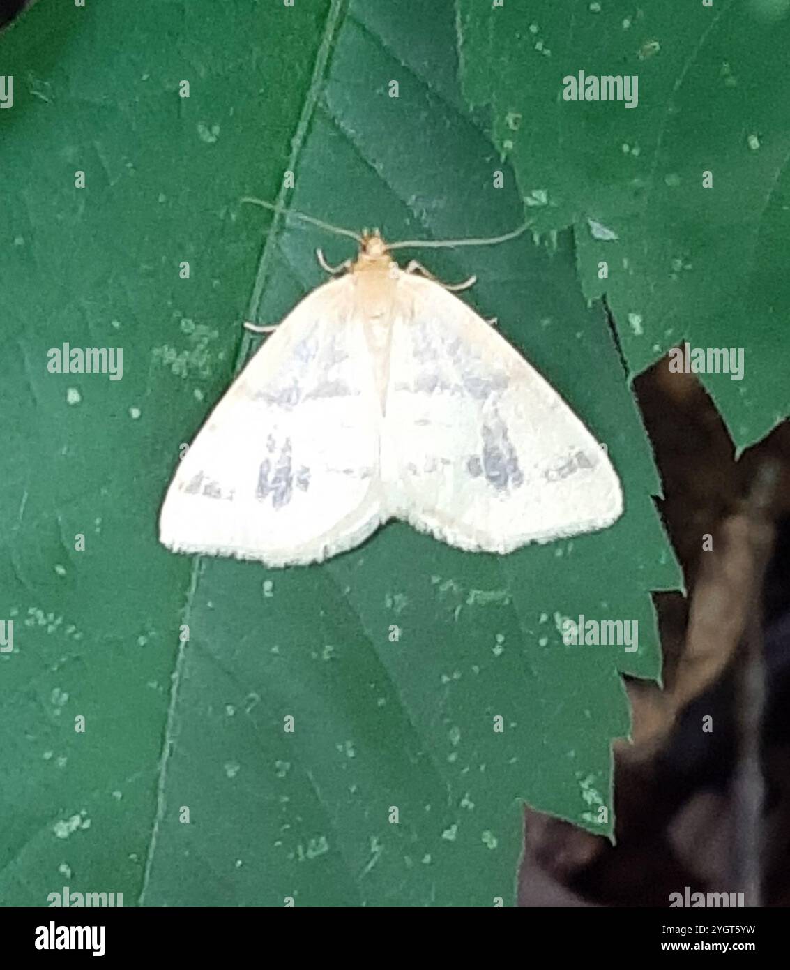 Geometer Moths (Geometridae Stock Photo - Alamy
