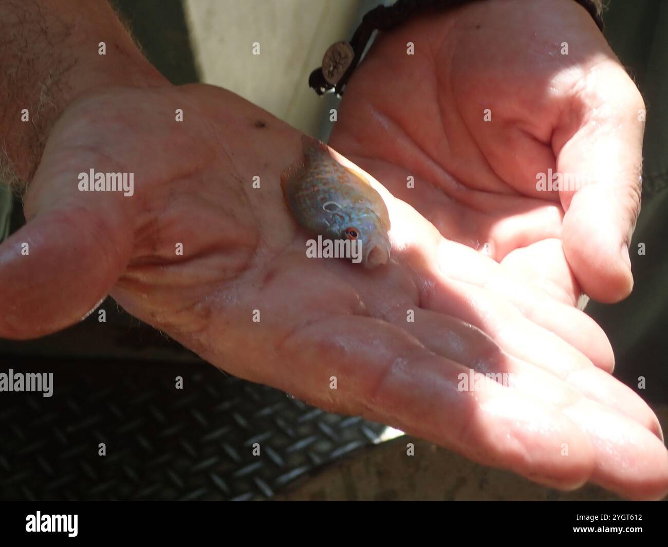 Orangespotted Sunfish (Lepomis humilis Stock Photo - Alamy