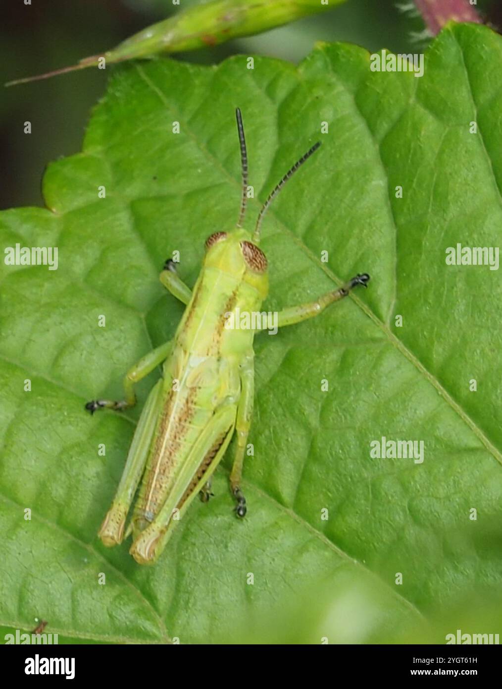 Short-horned Grasshoppers (Acrididae Stock Photo - Alamy