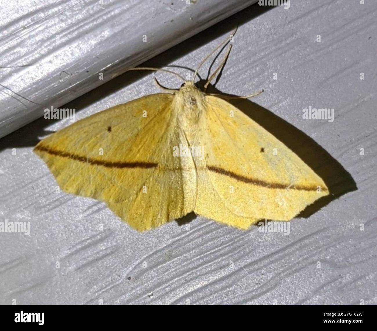Yellow Slant-line (Tetracis crocallata Stock Photo - Alamy