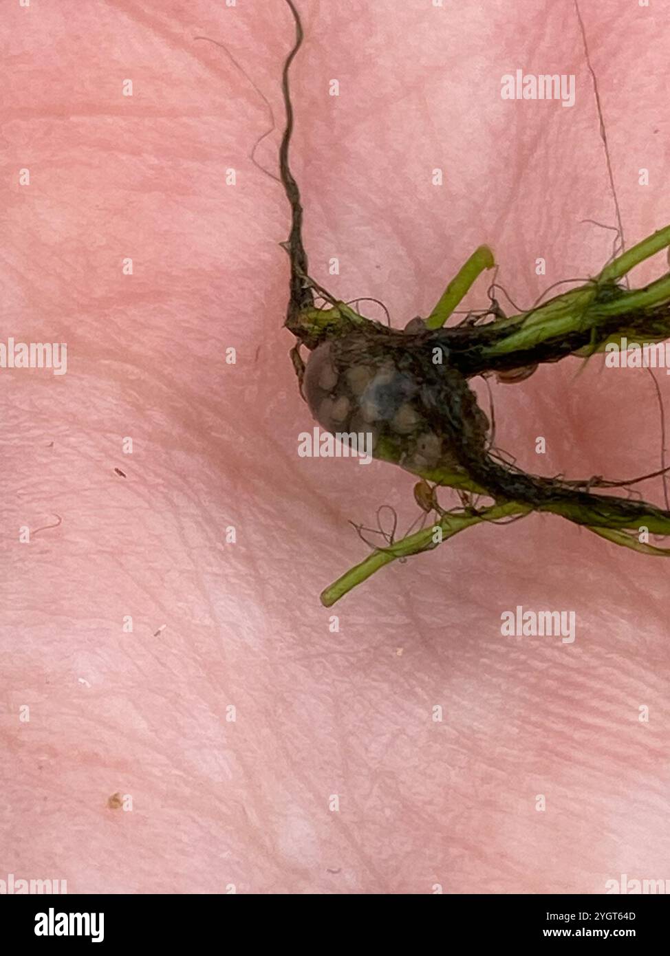 Pond Snails, Bladder Snails, and Allies (Lymnaeoidea Stock Photo - Alamy