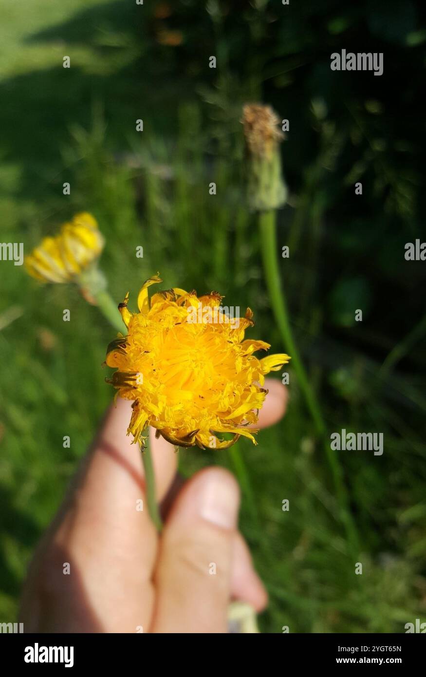 Common Cat's-ear (Hypochaeris radicata Stock Photo - Alamy