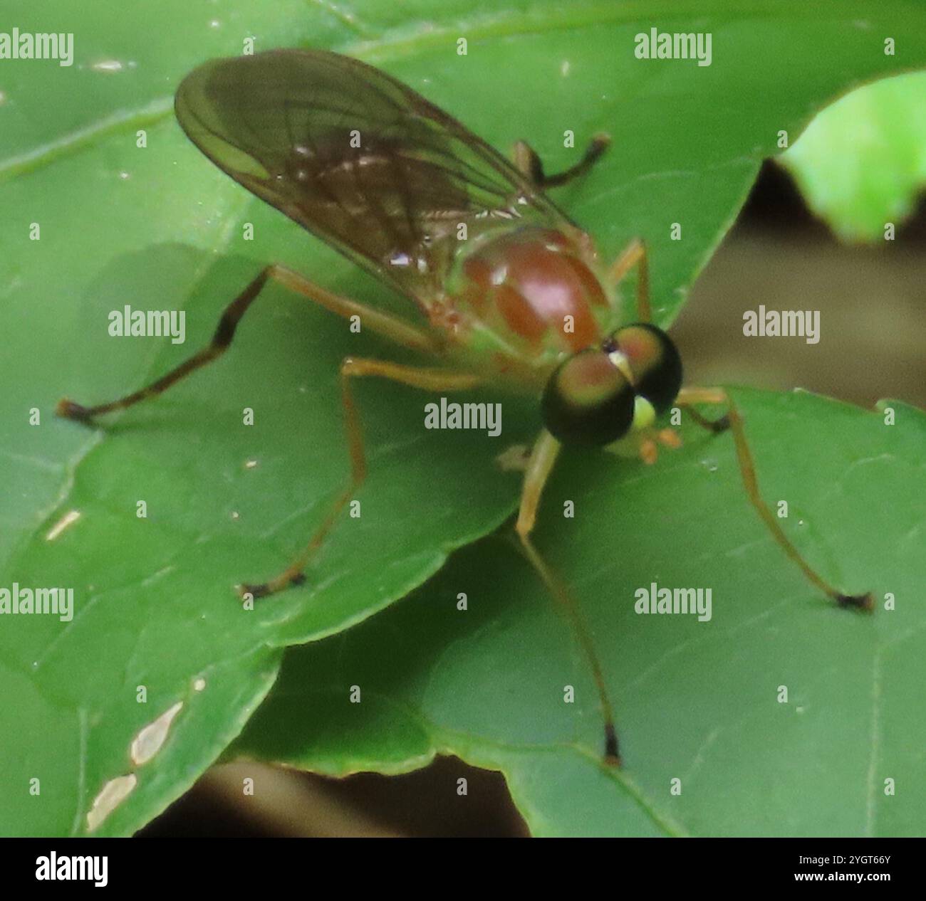 Compost Fly (Ptecticus trivittatus Stock Photo - Alamy