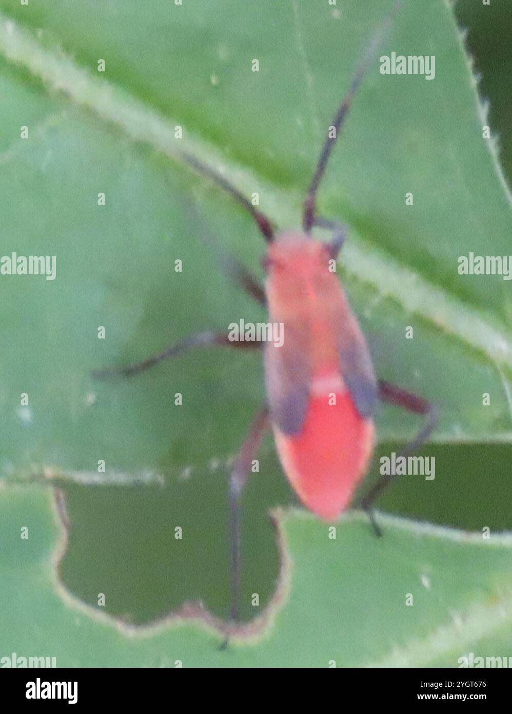 Scarlet Plant Bugs (Lopidea Stock Photo - Alamy