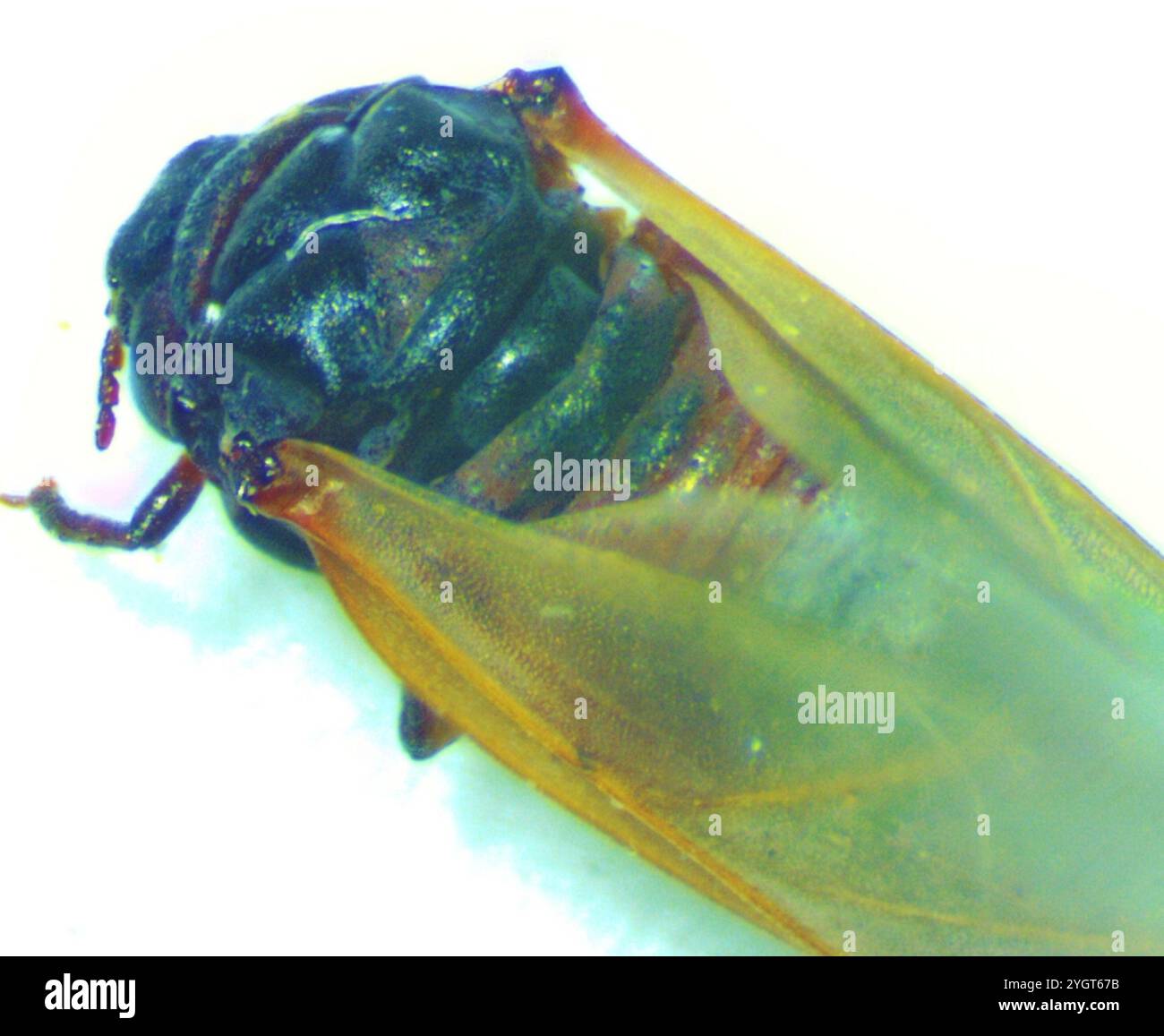 Adelgidae hi-res stock photography and images - Alamy