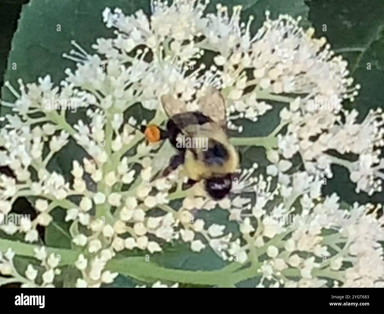 Common Eastern Bumble Bee (Bombus impatiens Stock Photo - Alamy