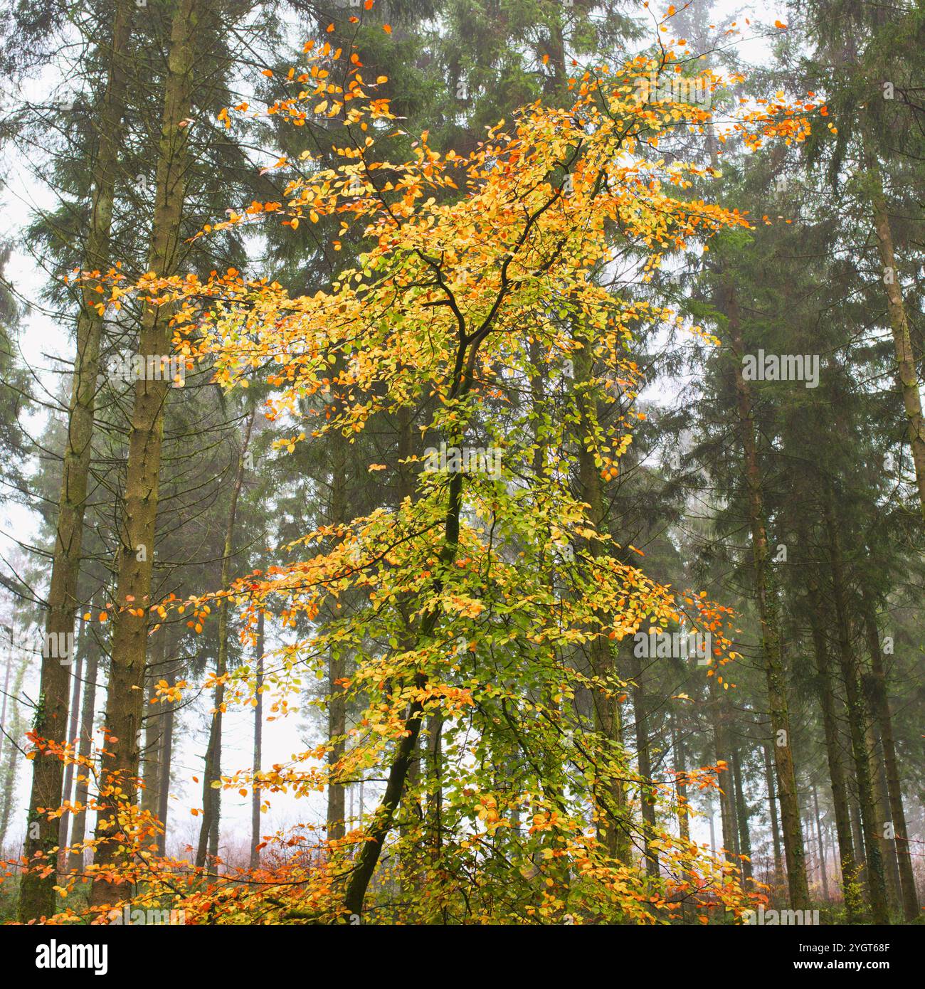 Single golden leaved tree in Wentwood forest with a backdrop of pine ...