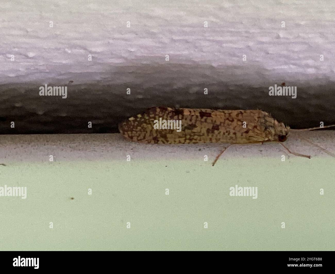 Hydropsyche hi-res stock photography and images - Alamy