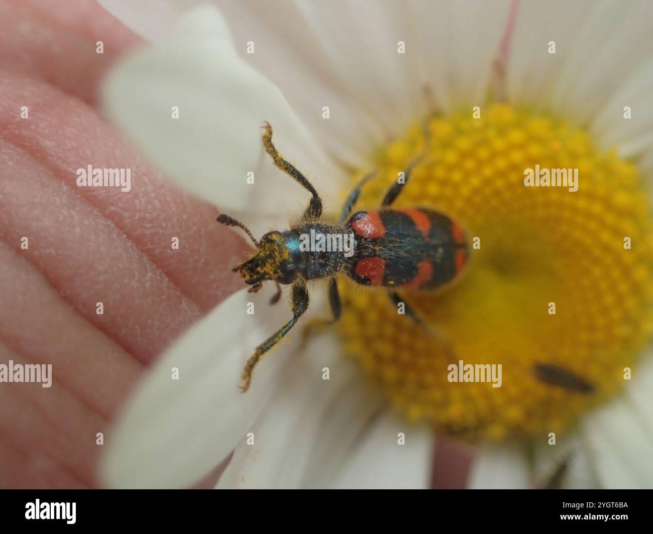Red-blue Checkered Beetle (Trichodes nuttalli Stock Photo - Alamy