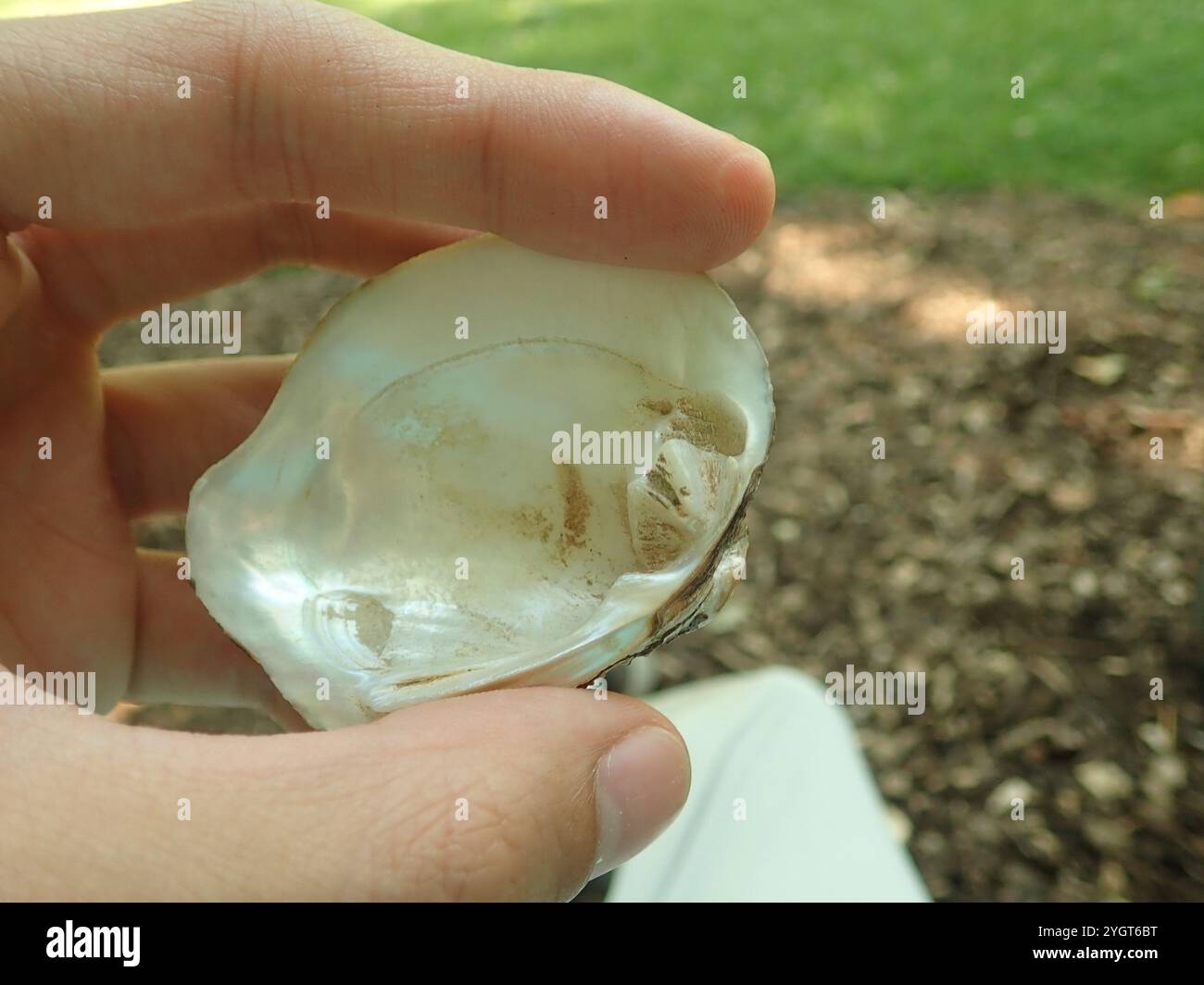 Mapleleaf (Quadrula quadrula Stock Photo - Alamy