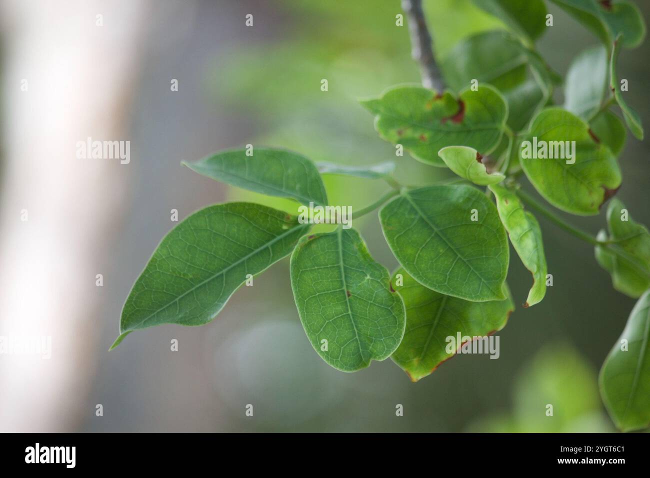 Moringa tree (Moringa oleifera Stock Photo - Alamy