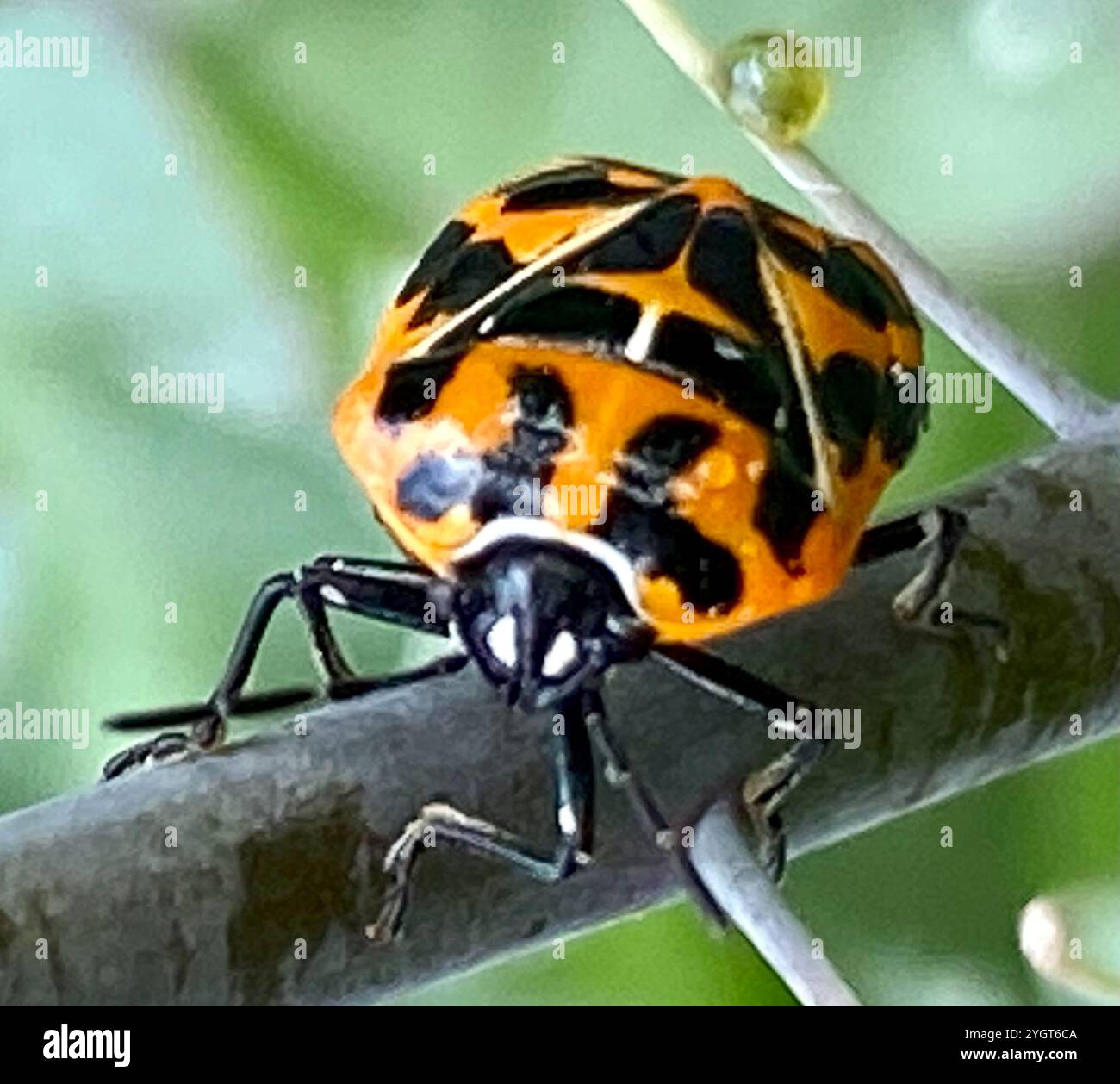 Harlequin Bug (Murgantia histrionica Stock Photo - Alamy