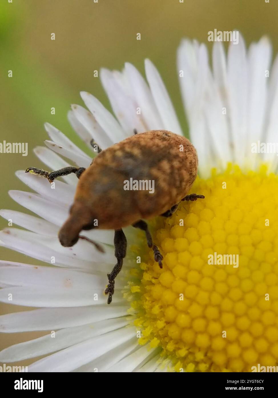 Blunt Knapweed Flower Weevil (Larinus obtusus Stock Photo - Alamy