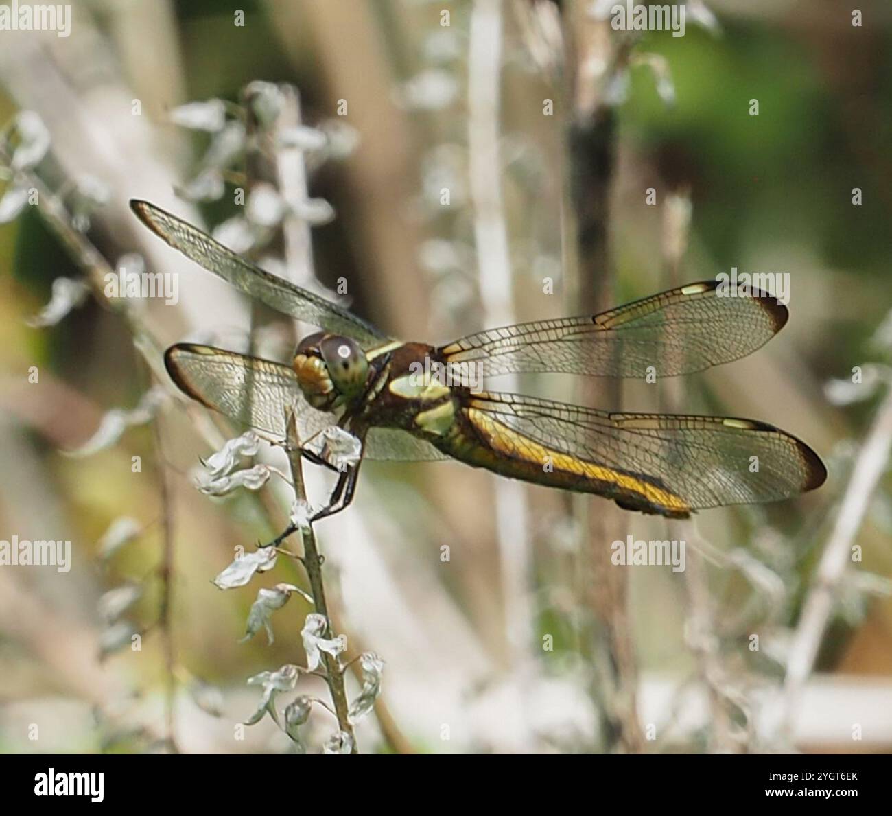 Spangled skimmer hi-res stock photography and images - Alamy