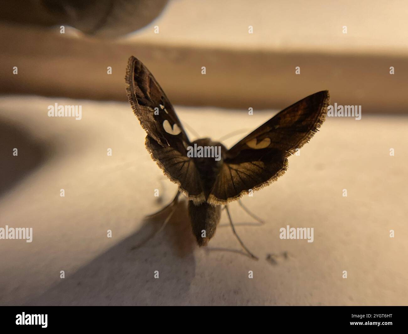Bilobed Looper Moth (Megalographa biloba Stock Photo - Alamy