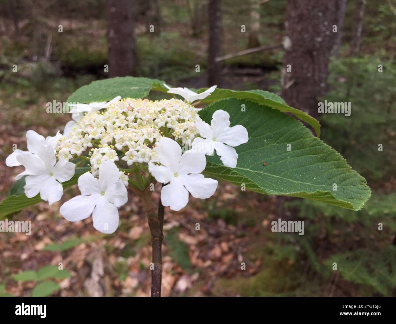 hobblebush (Viburnum lantanoides Stock Photo - Alamy