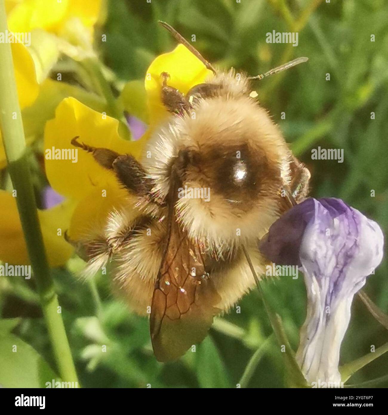 Sand-coloured Carder Bumble Bee (Bombus veteranus Stock Photo - Alamy